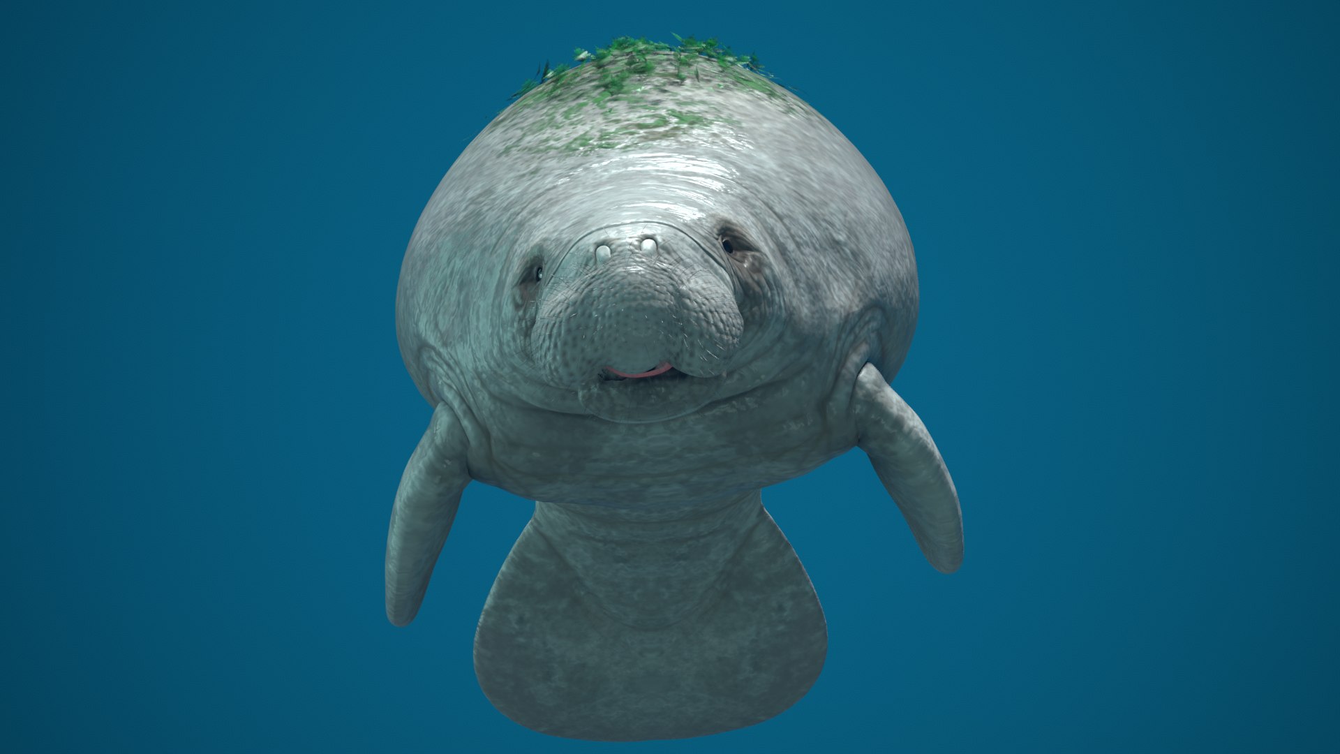 West Indian Manatee Rigged Animated Antillean Realistic Game Ready 3D ...