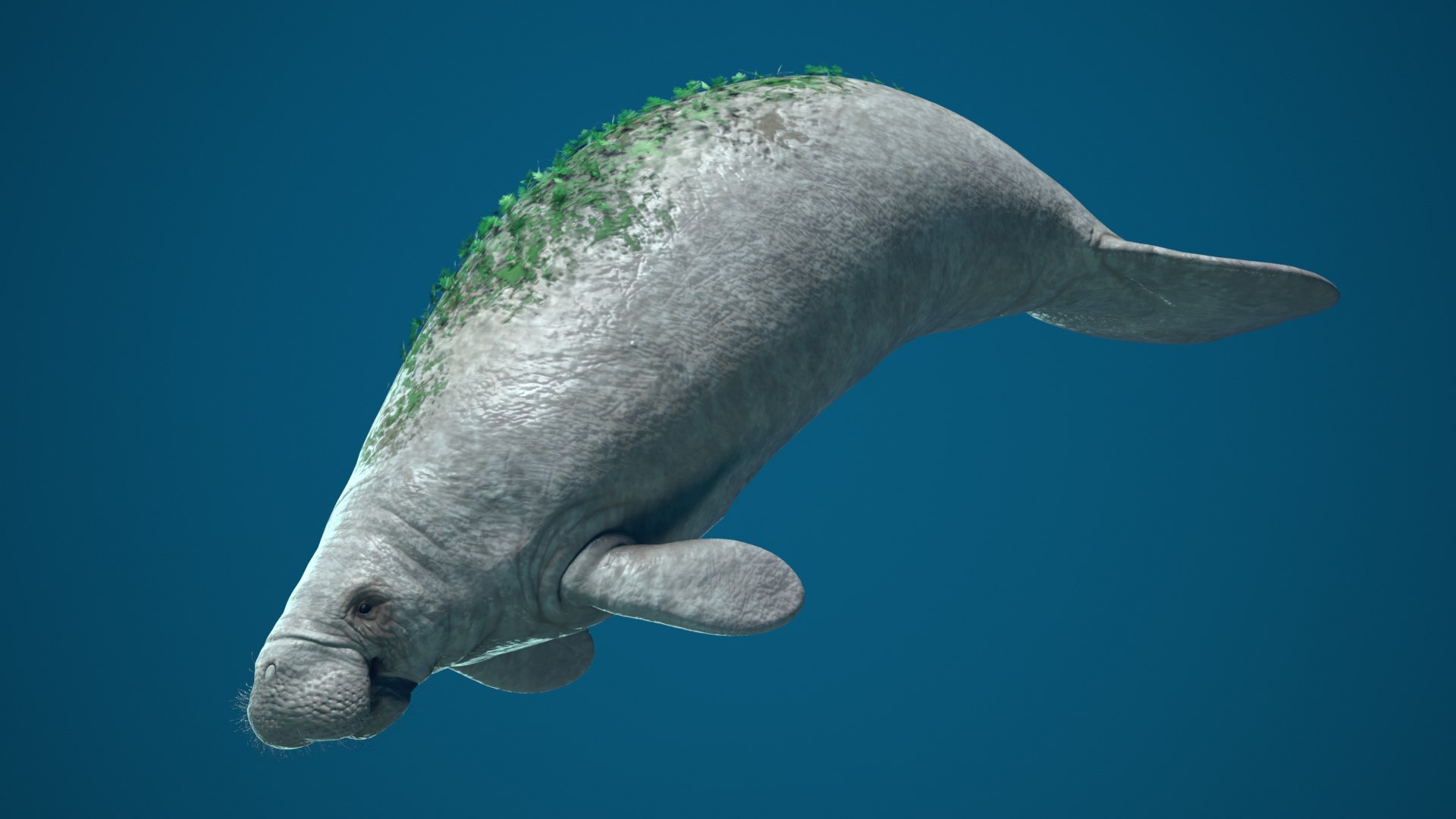 West Indian Manatee Rigged Animated Antillean Realistic Game Ready 3D ...