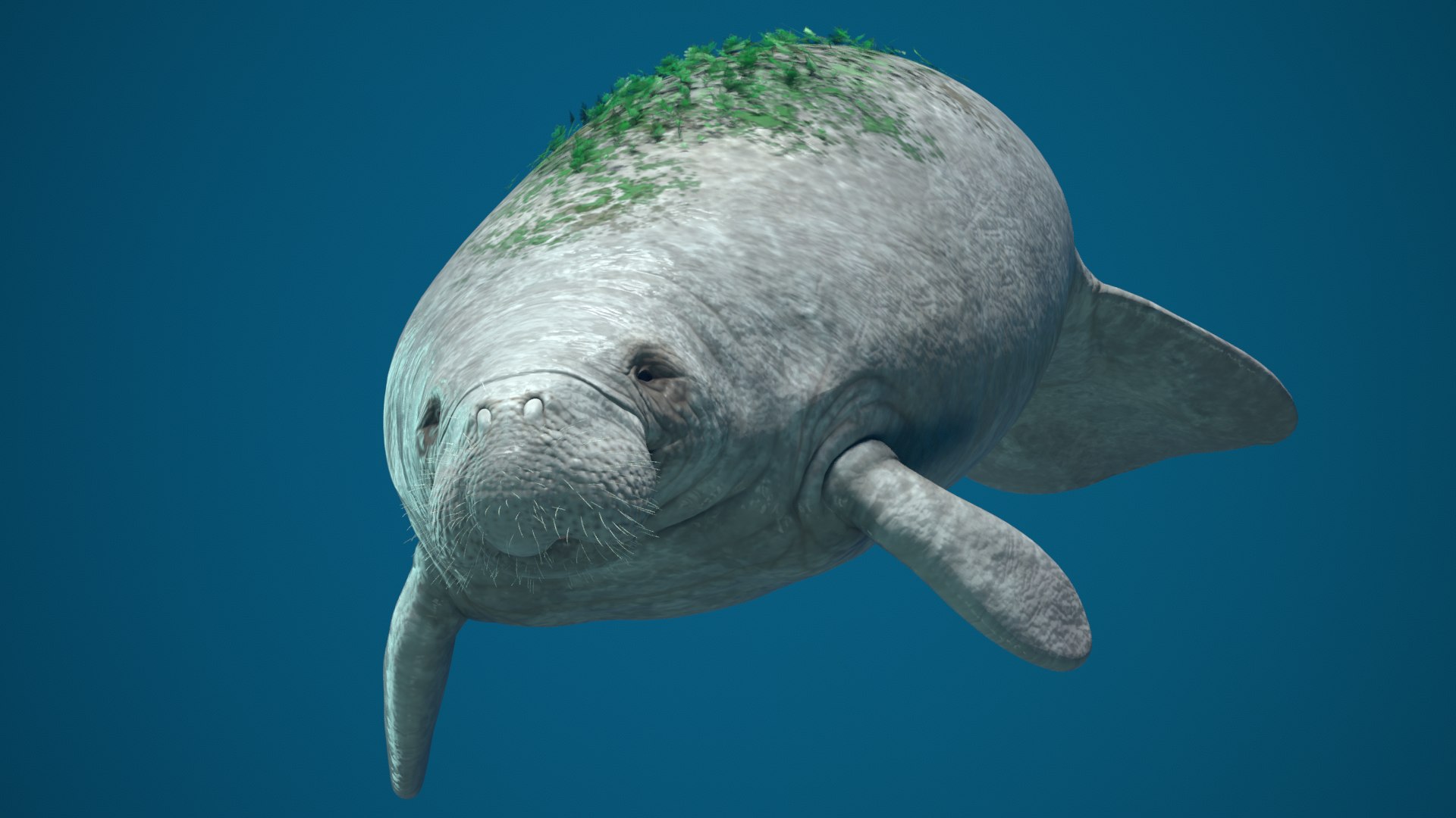 West Indian Manatee Rigged Animated Antillean Realistic Game Ready 3D ...