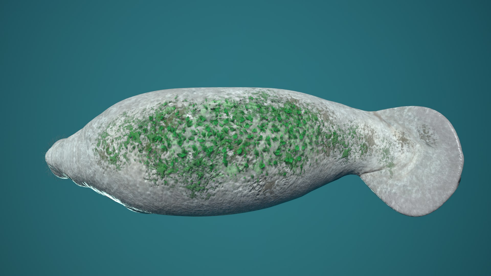 West Indian Manatee Rigged Animated Antillean Realistic Game Ready 3D ...