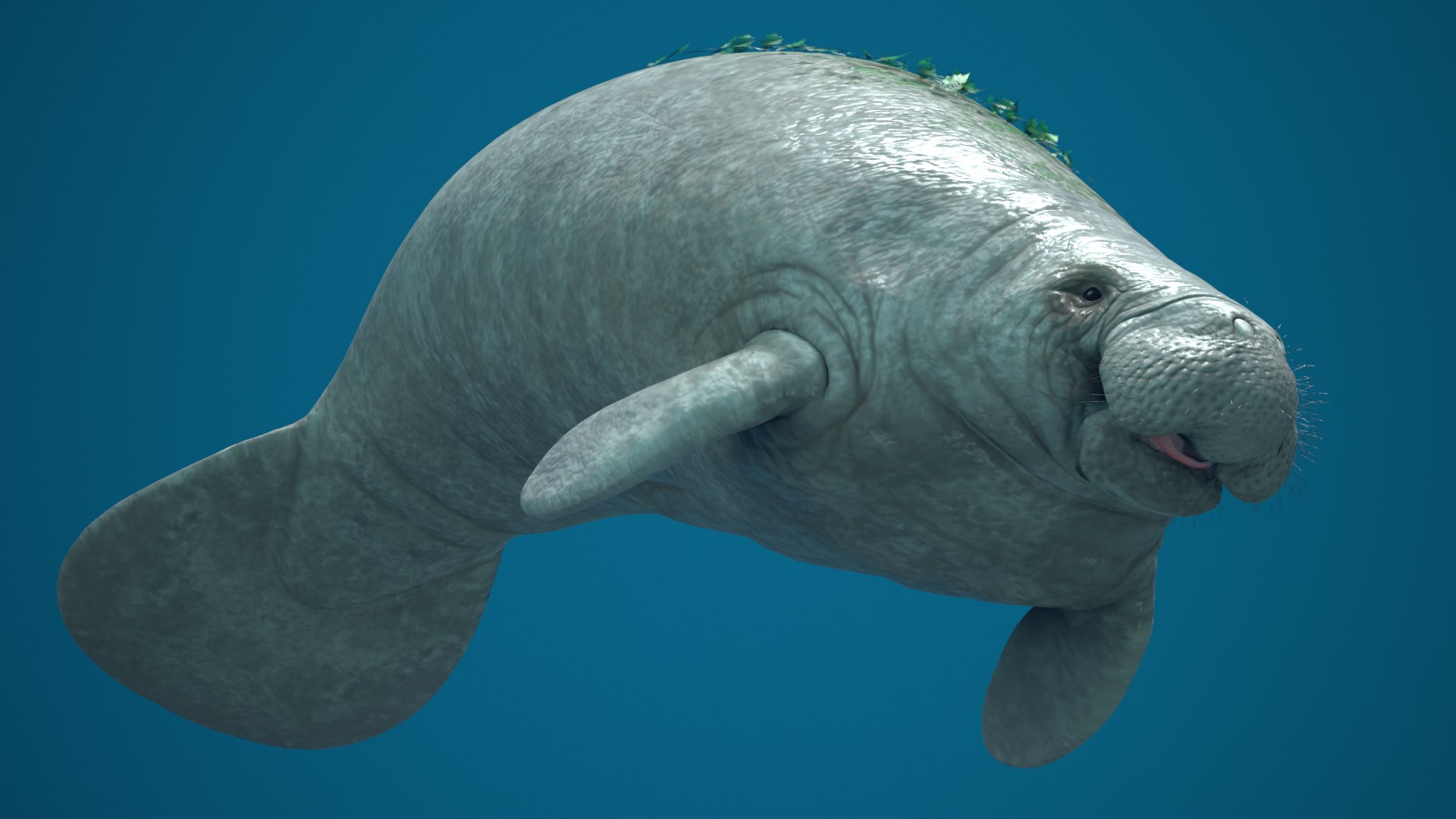 West Indian Manatee Rigged Animated Antillean Realistic Game Ready 3D ...
