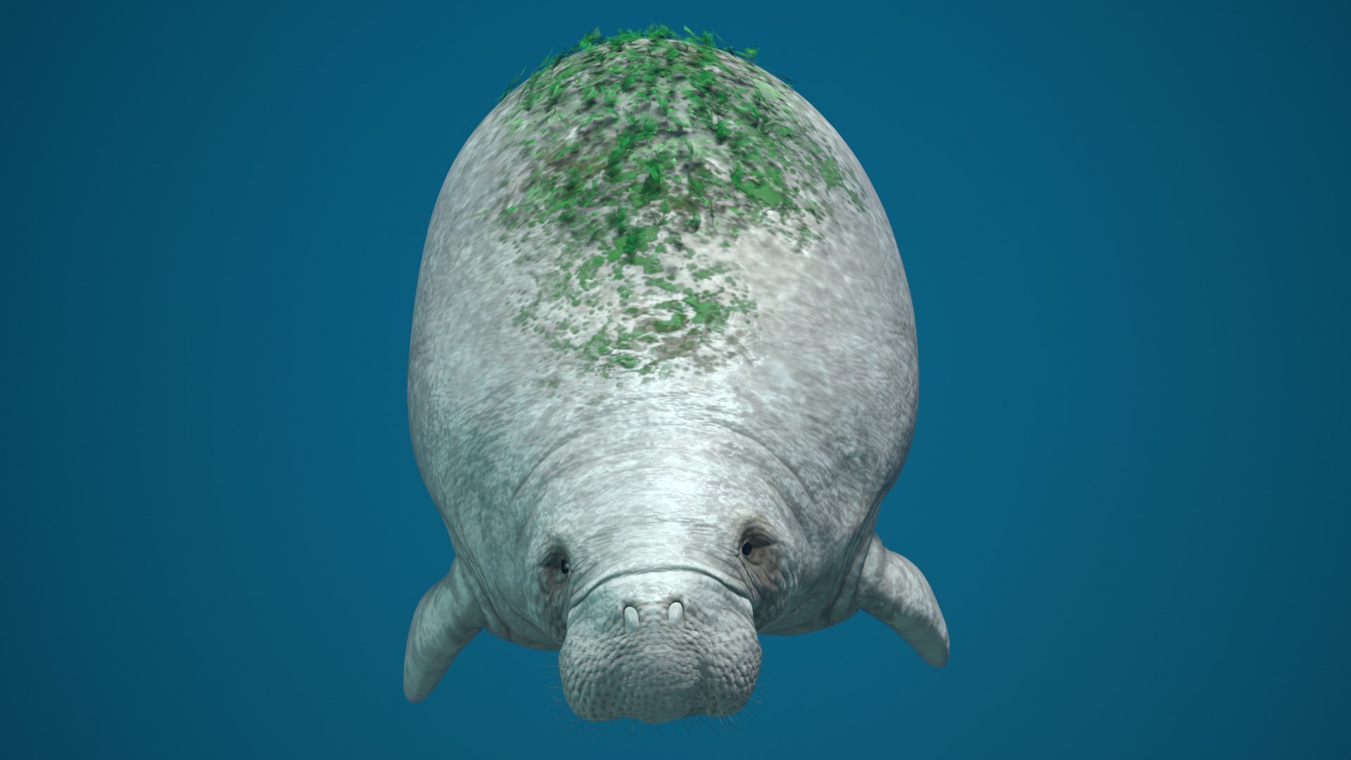West Indian Manatee Rigged Animated Antillean Realistic Game Ready 3D ...