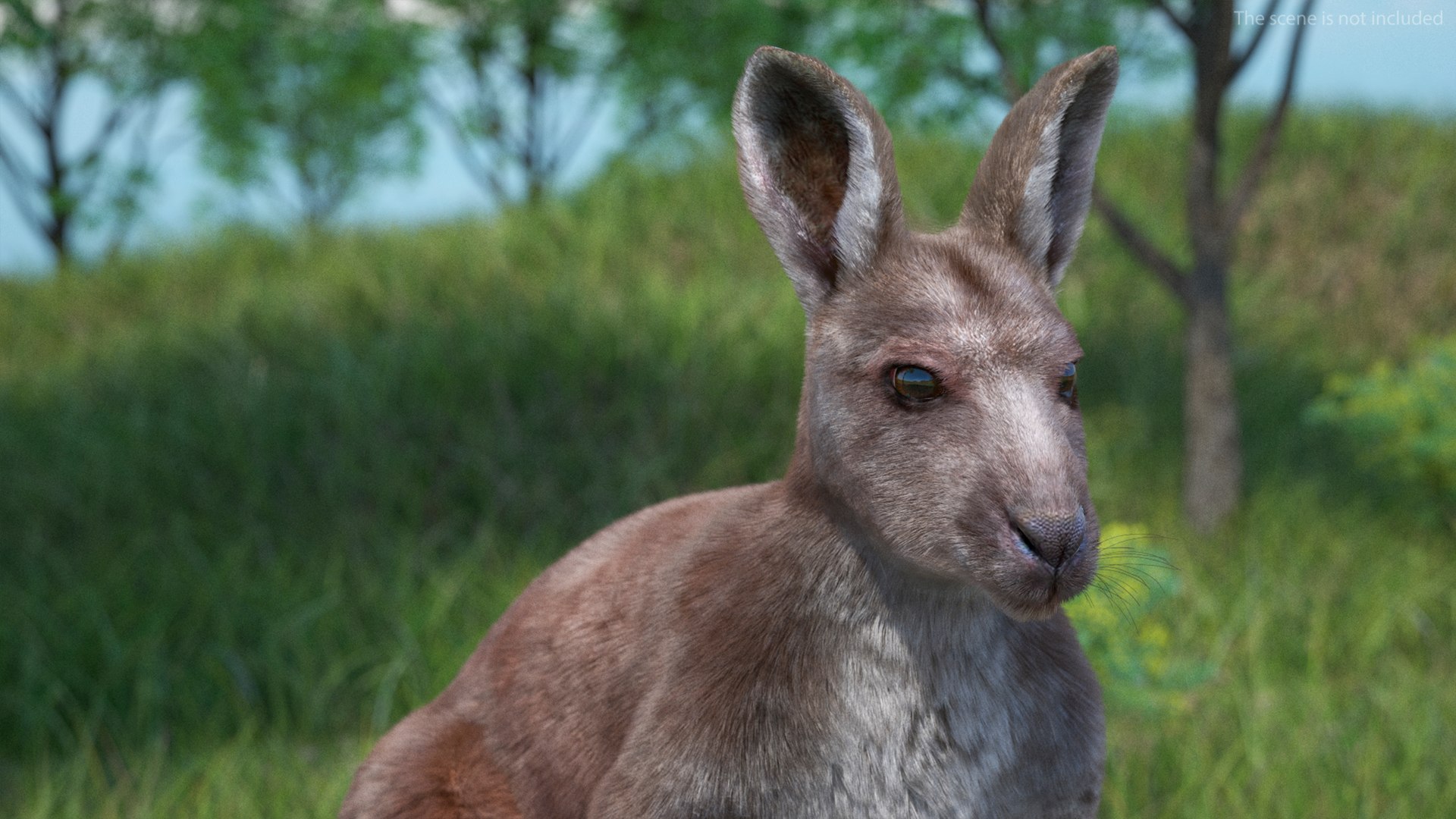 Female Kangaroo Fur 3D Model - TurboSquid 2250230