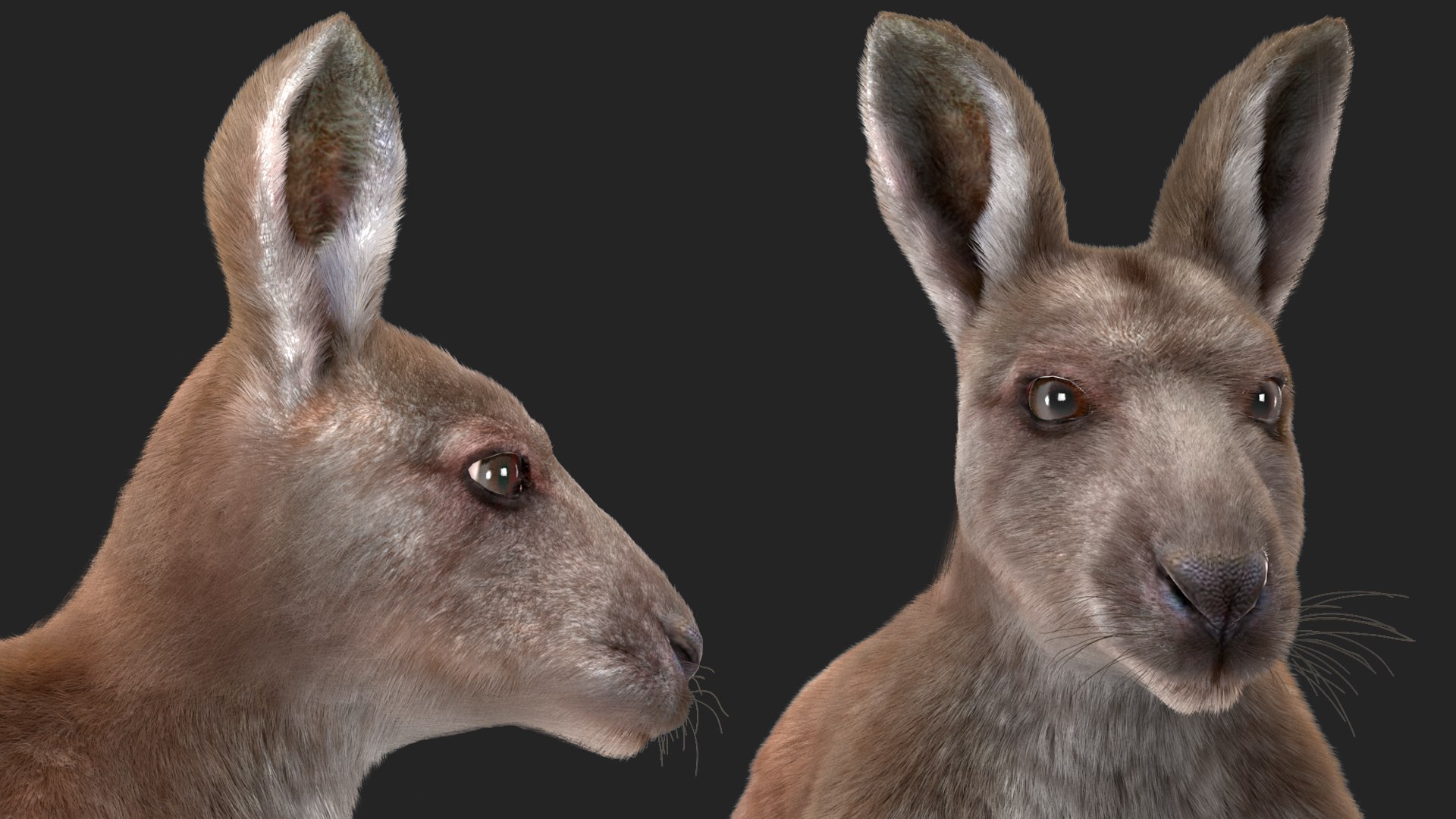 Female Kangaroo Fur 3D Model - TurboSquid 2250230