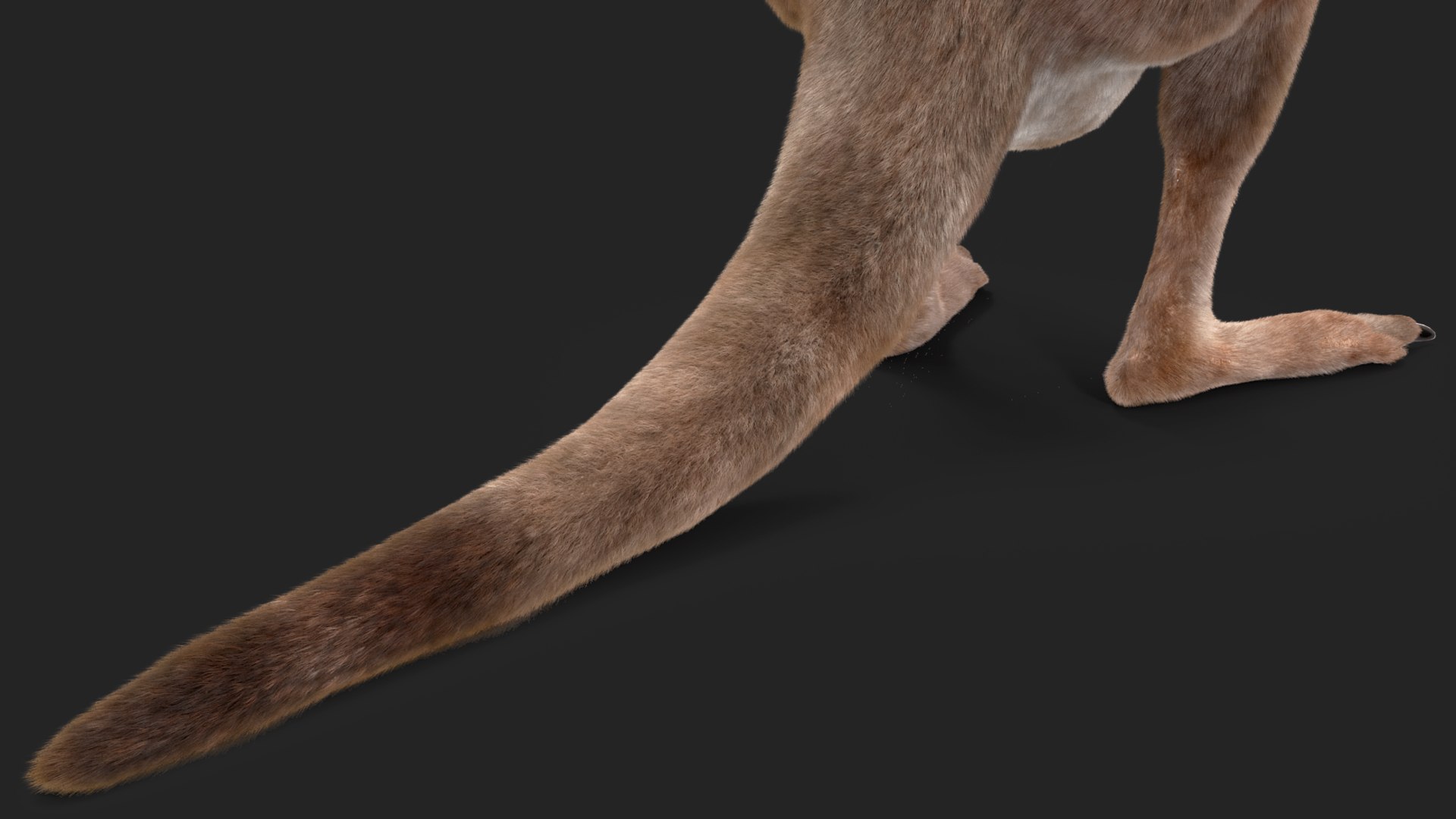 Female Kangaroo Fur 3D Model - TurboSquid 2250230