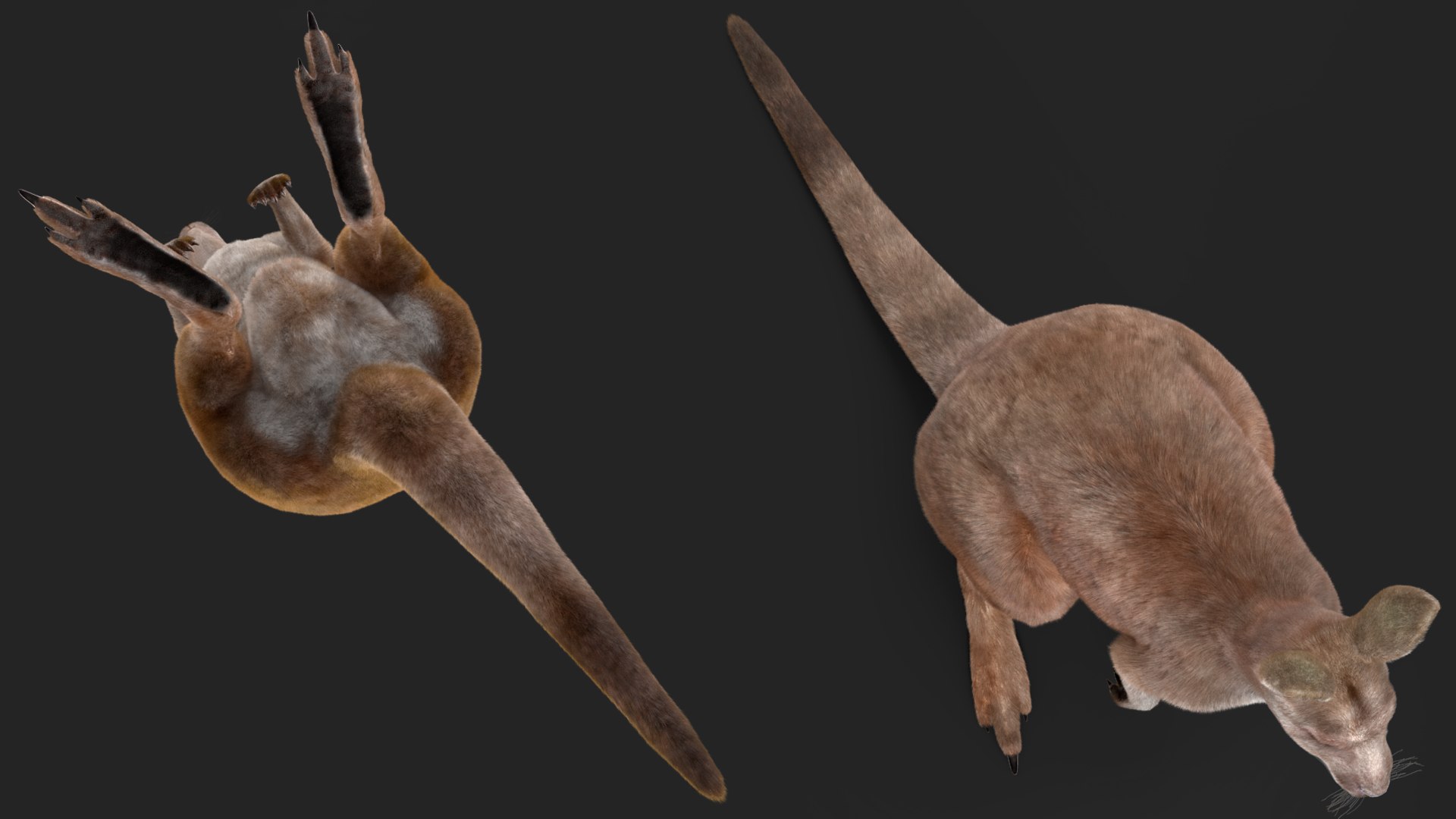 Female Kangaroo Fur 3D Model - TurboSquid 2250230