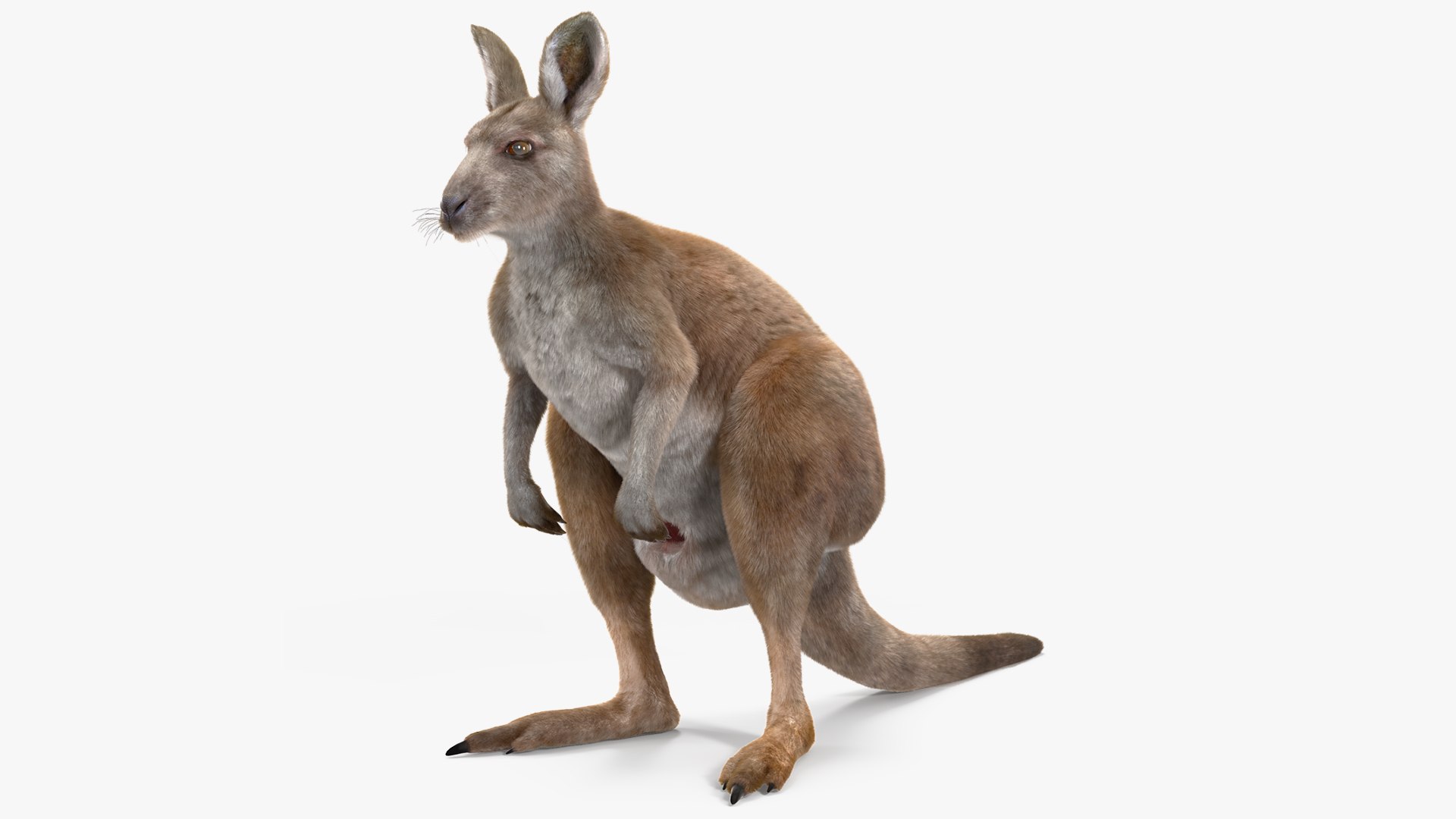 Female Kangaroo Fur 3D Model - TurboSquid 2250230