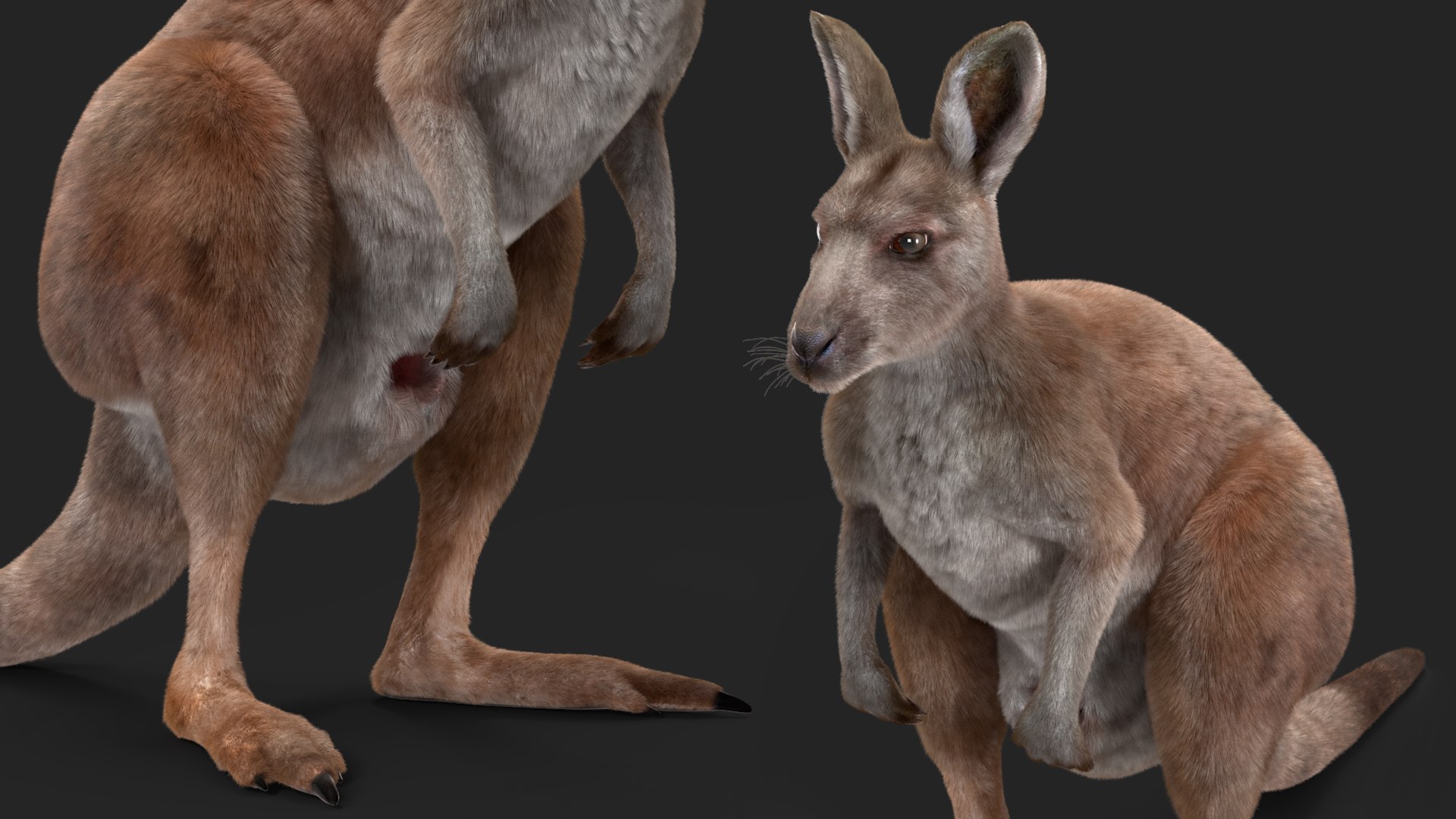 Female Kangaroo Fur 3D Model - TurboSquid 2250230