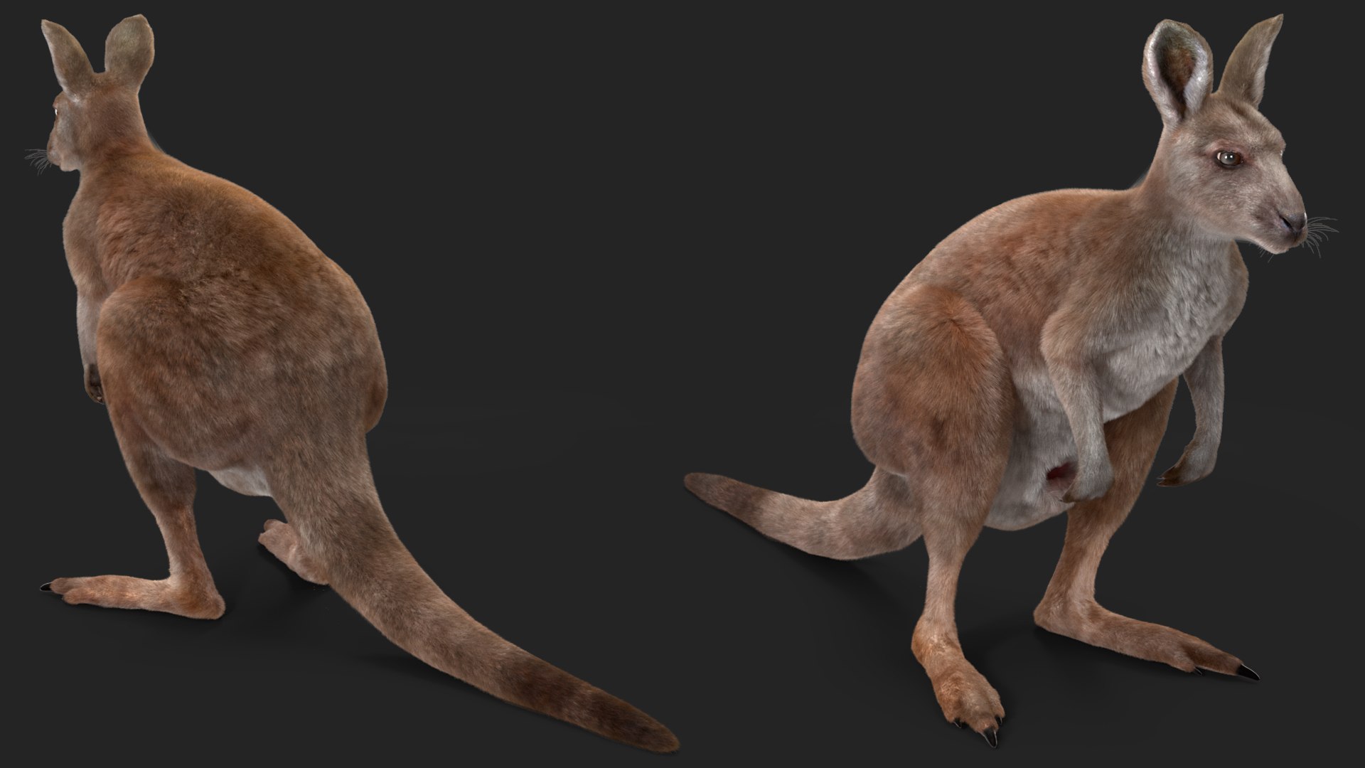 Female Kangaroo Fur 3D Model - TurboSquid 2250230