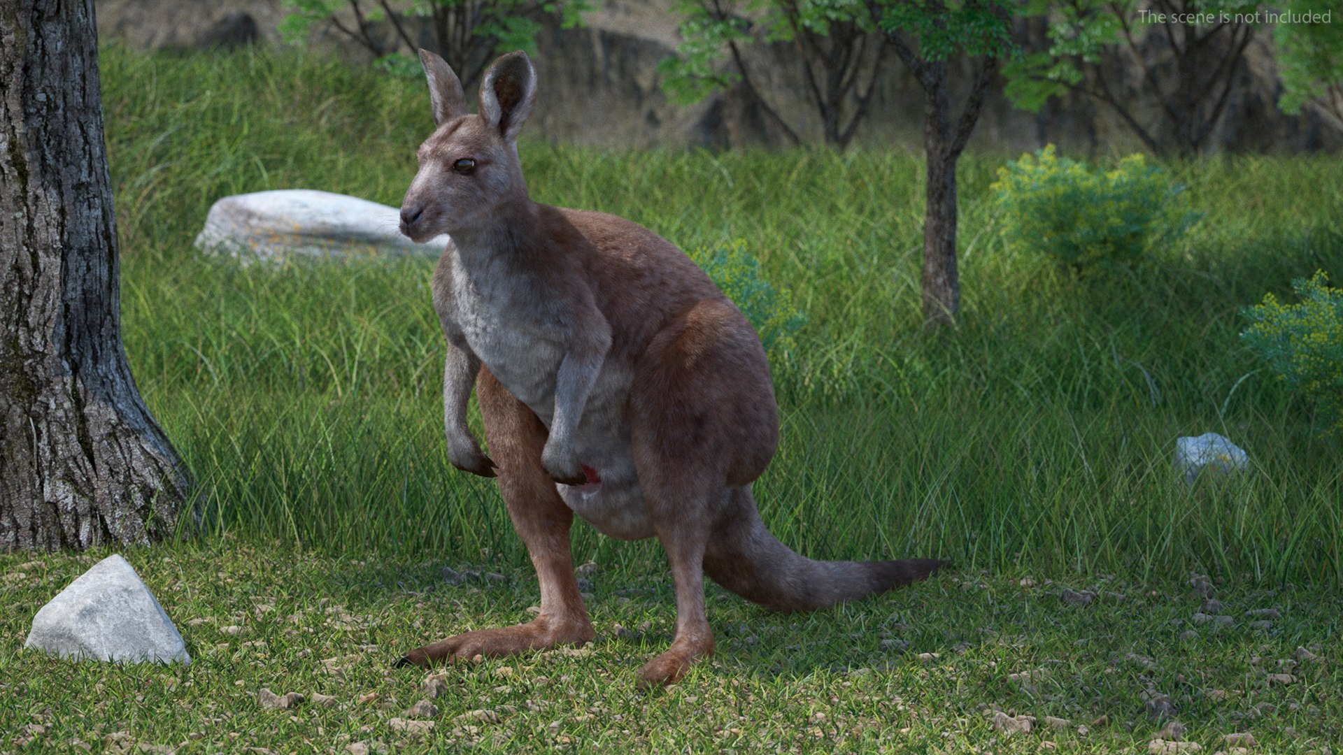 Female Kangaroo Fur 3D Model - TurboSquid 2250230