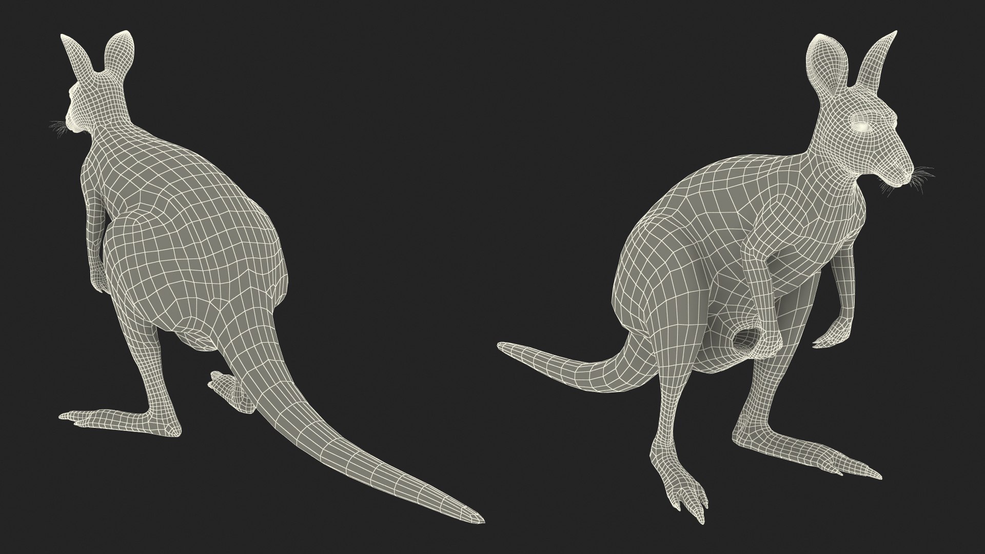 Female Kangaroo Fur 3D Model - TurboSquid 2250230
