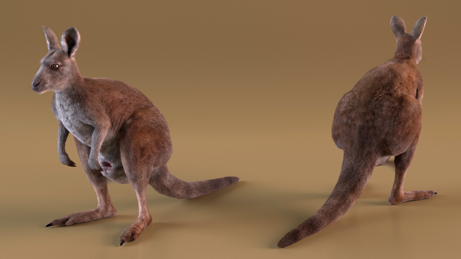 Female Kangaroo Fur 3D Model - TurboSquid 2250230