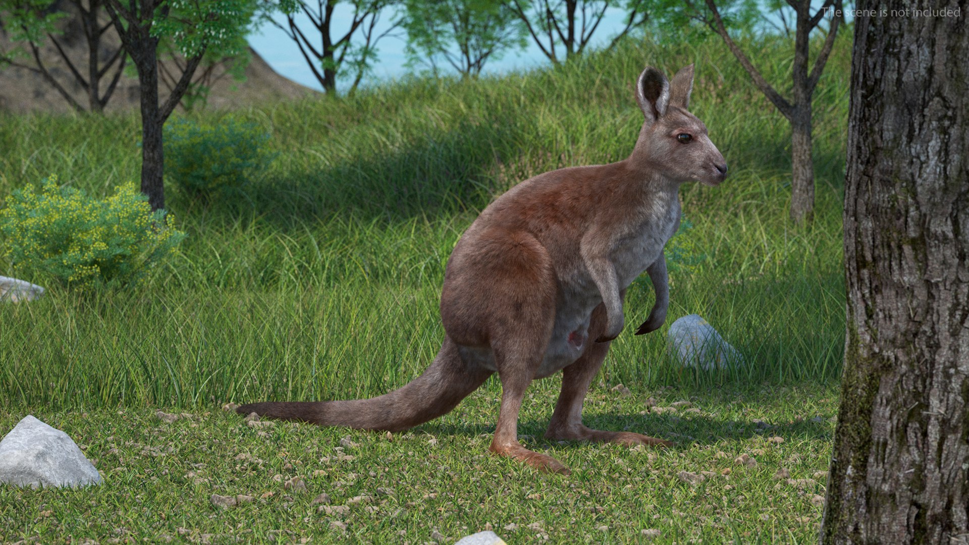 Female Kangaroo Fur 3D Model - TurboSquid 2250230