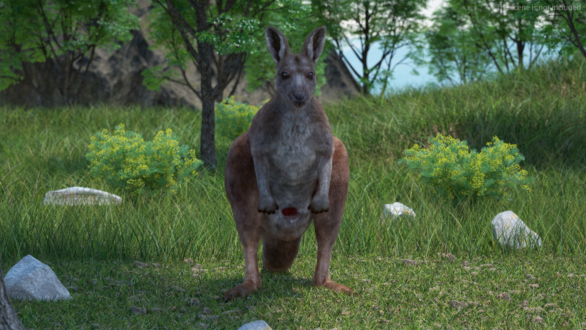 Female Kangaroo Fur 3D Model - TurboSquid 2250230