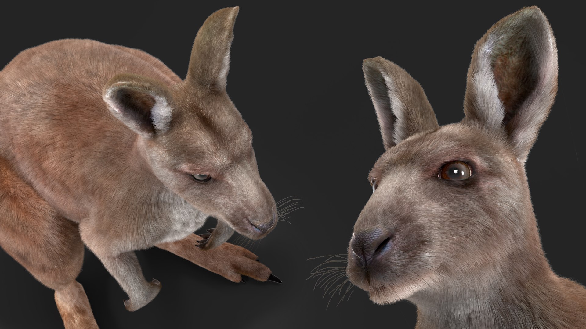 Female Kangaroo Fur 3D Model - TurboSquid 2250230