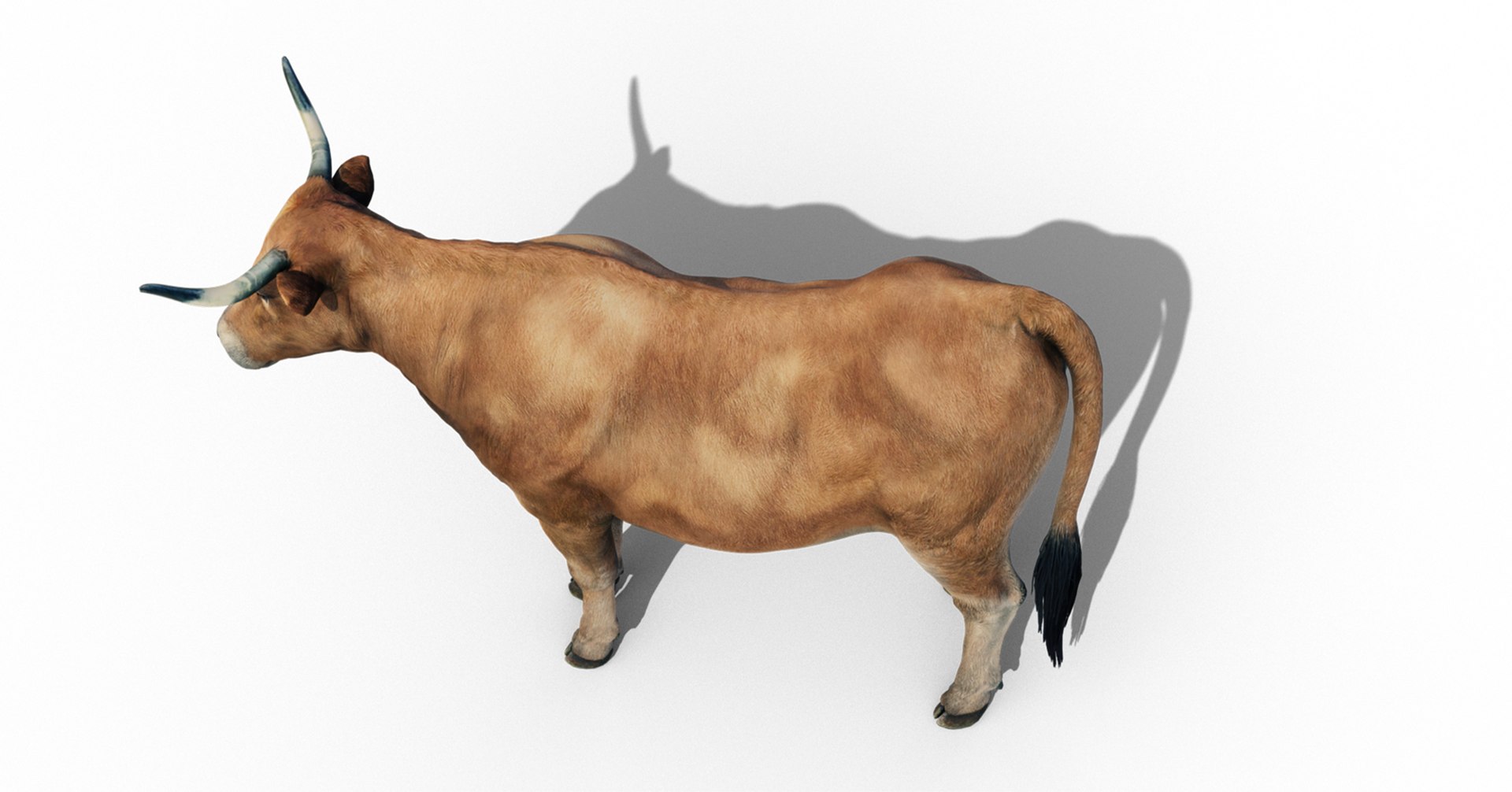 3D Cattle Steer Cow Bull Rigged Animation Model - TurboSquid 2014176
