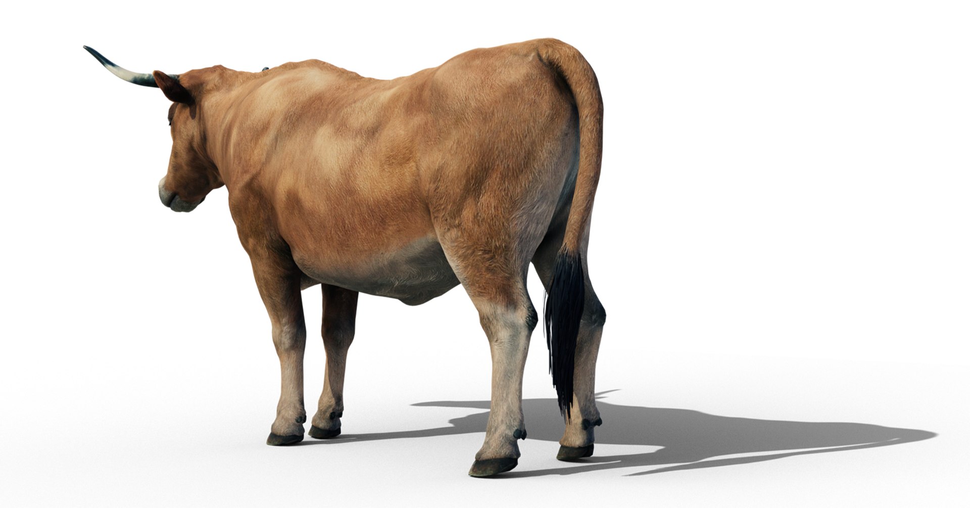 3D Cattle Steer Cow Bull Rigged Animation Model - TurboSquid 2014176
