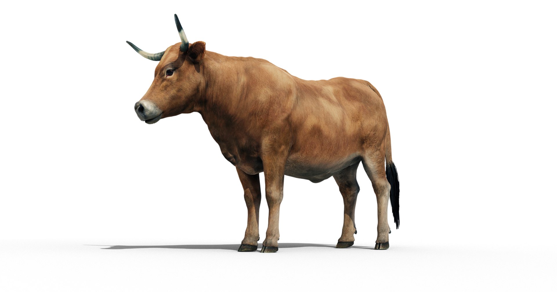 3D Cattle Steer Cow Bull Rigged Animation Model - TurboSquid 2014176