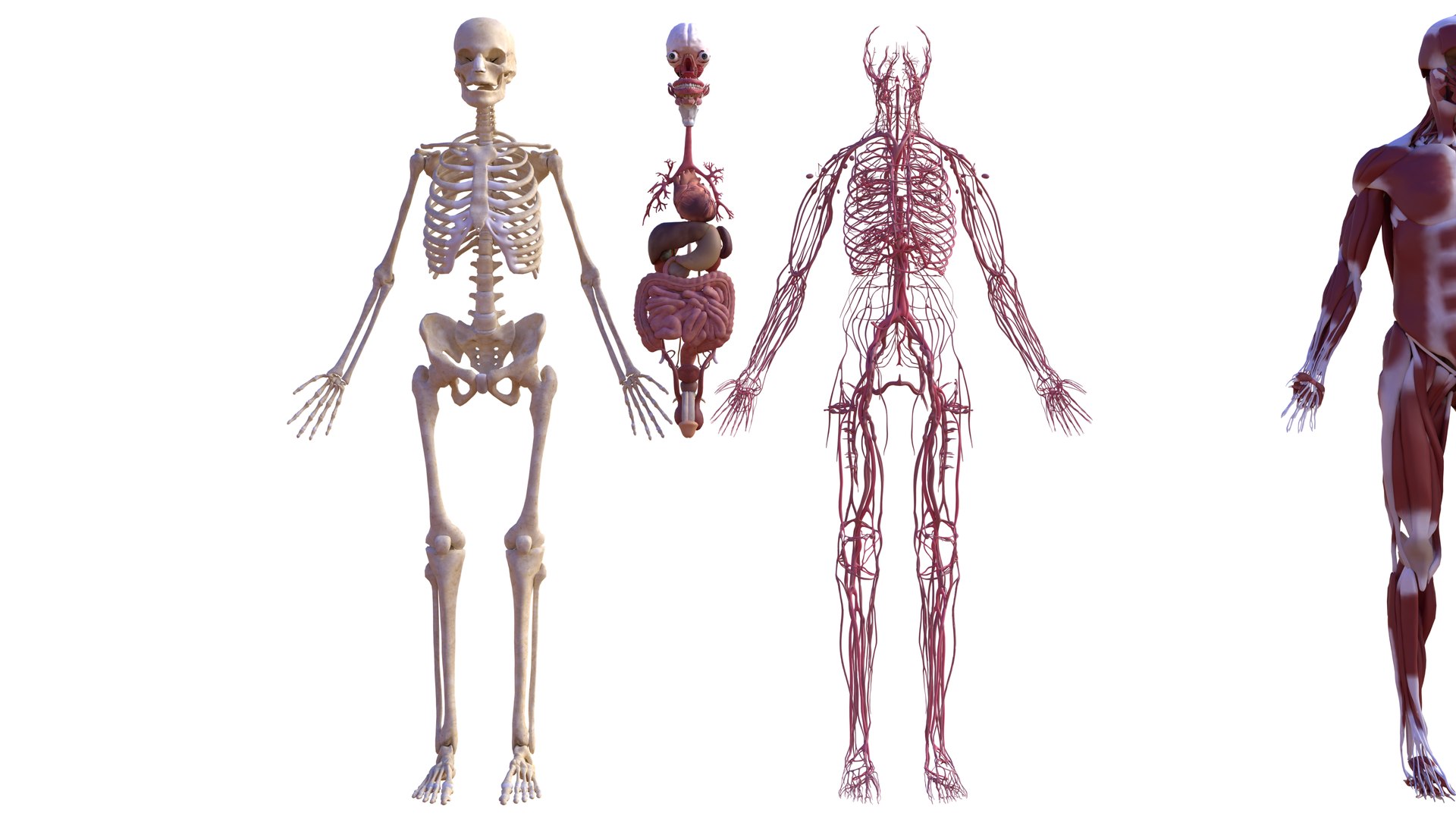 3D Model Full Human Body Anatomy - TurboSquid 2281213