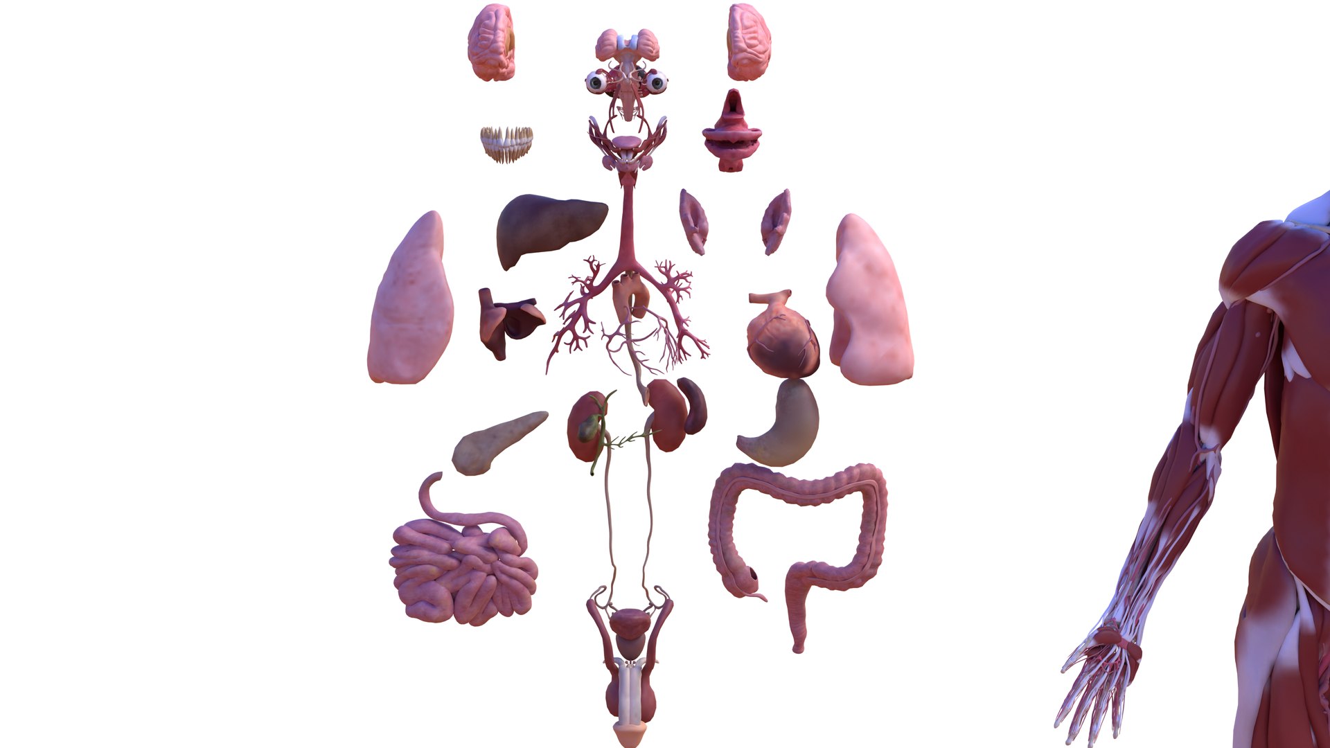 3D Model Full Human Body Anatomy - TurboSquid 2281213