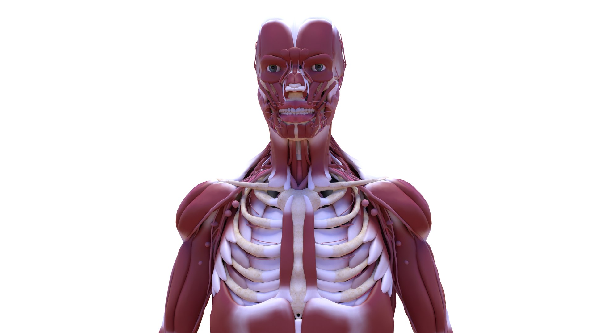 3D Model Full Human Body Anatomy - TurboSquid 2281213