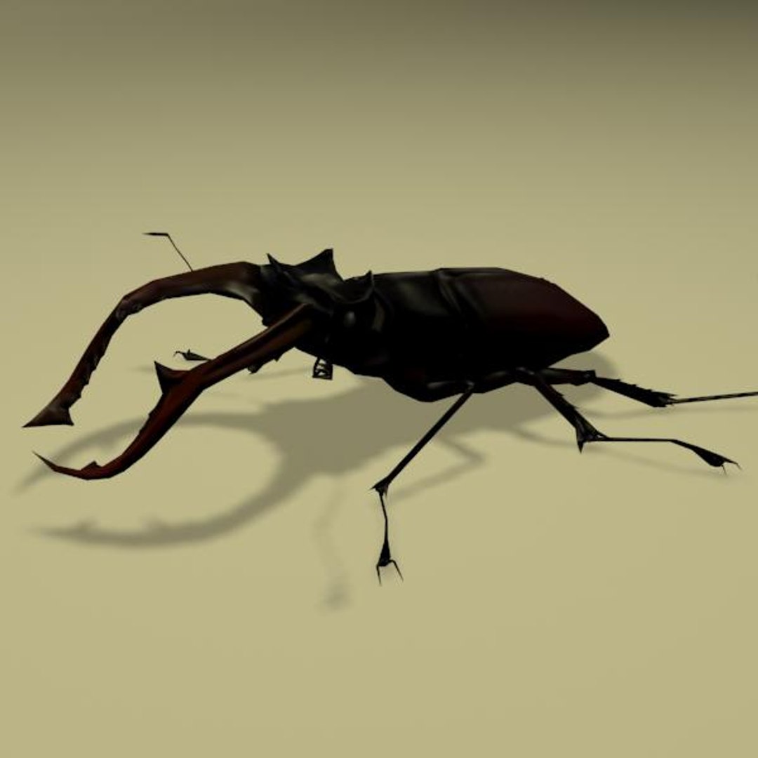 3d model bug