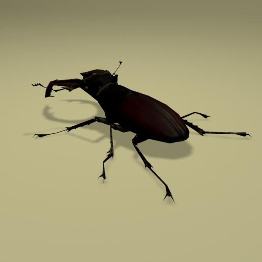 3d model bug