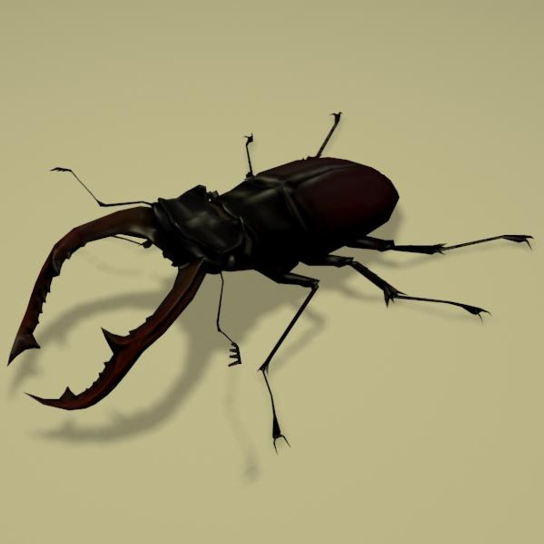 3d model bug