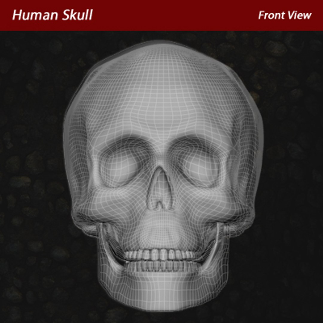 Human Skull Modeled 3d Model