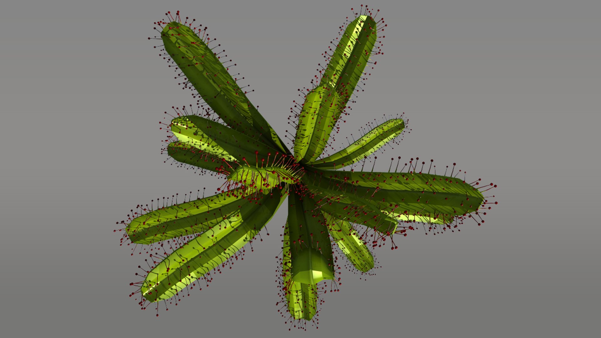 3d drosera sundews carnivorous model