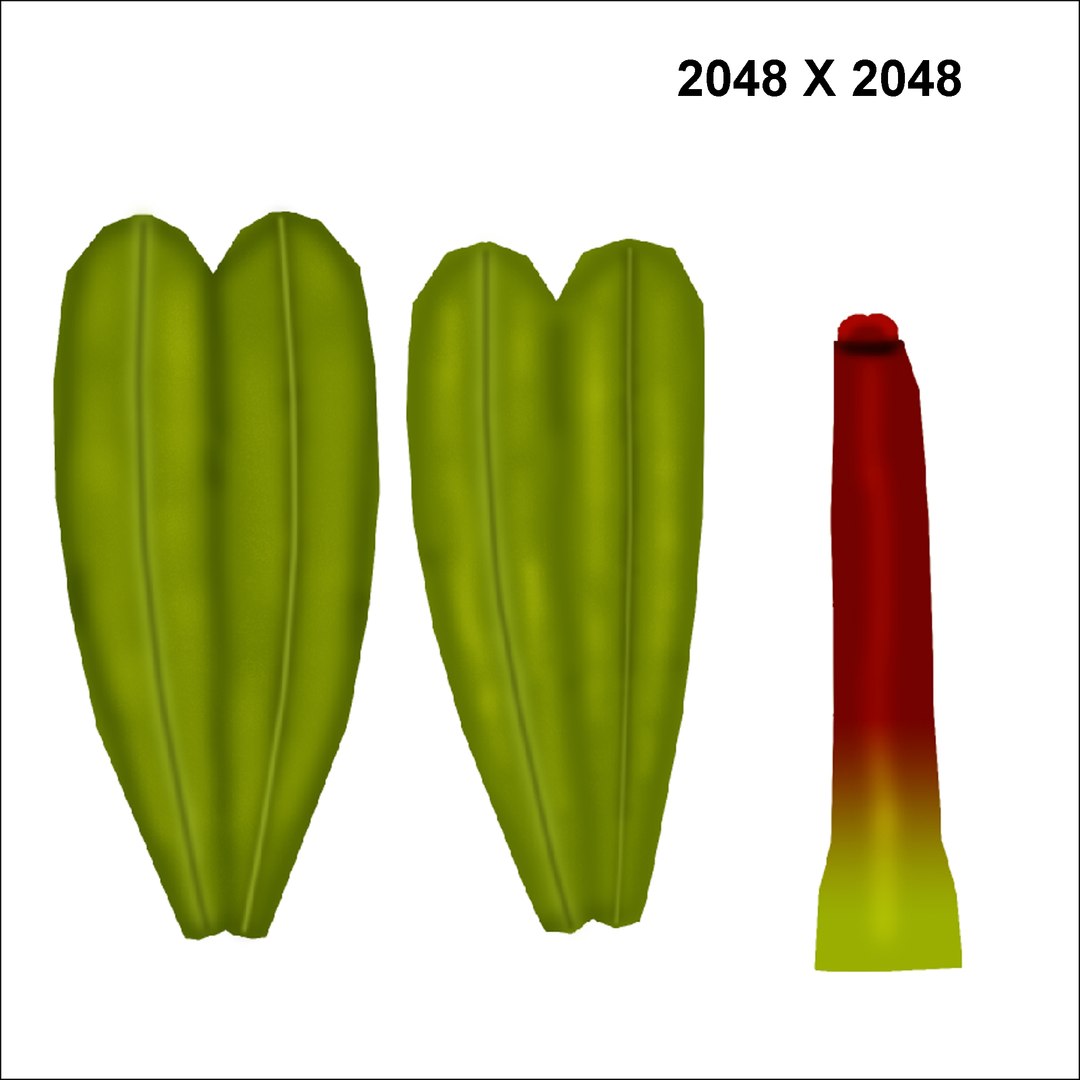 3d drosera sundews carnivorous model