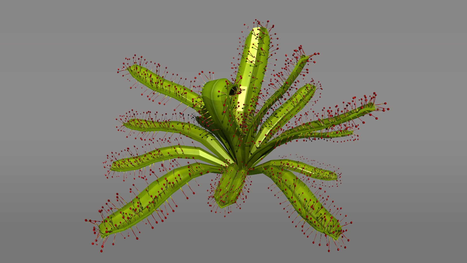 3d drosera sundews carnivorous model
