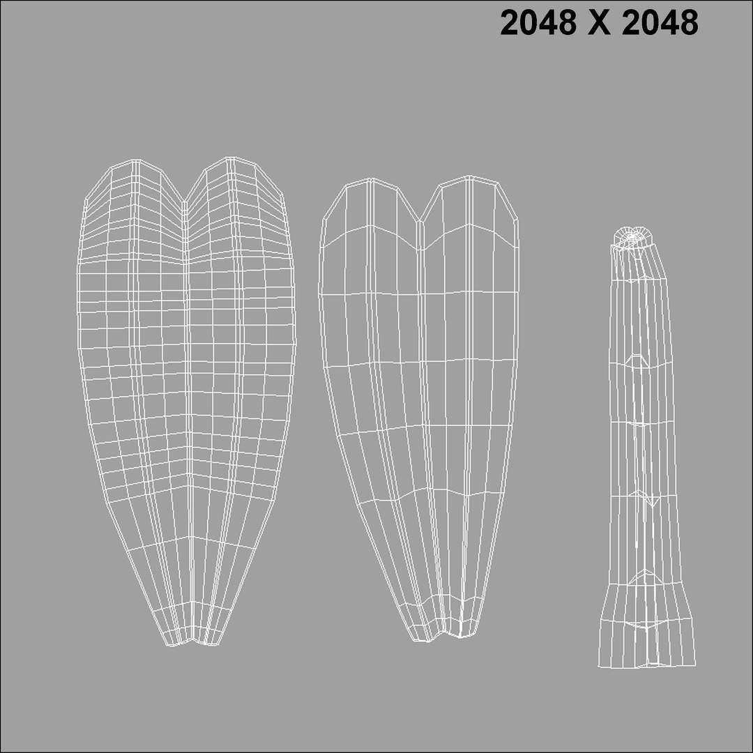3d drosera sundews carnivorous model