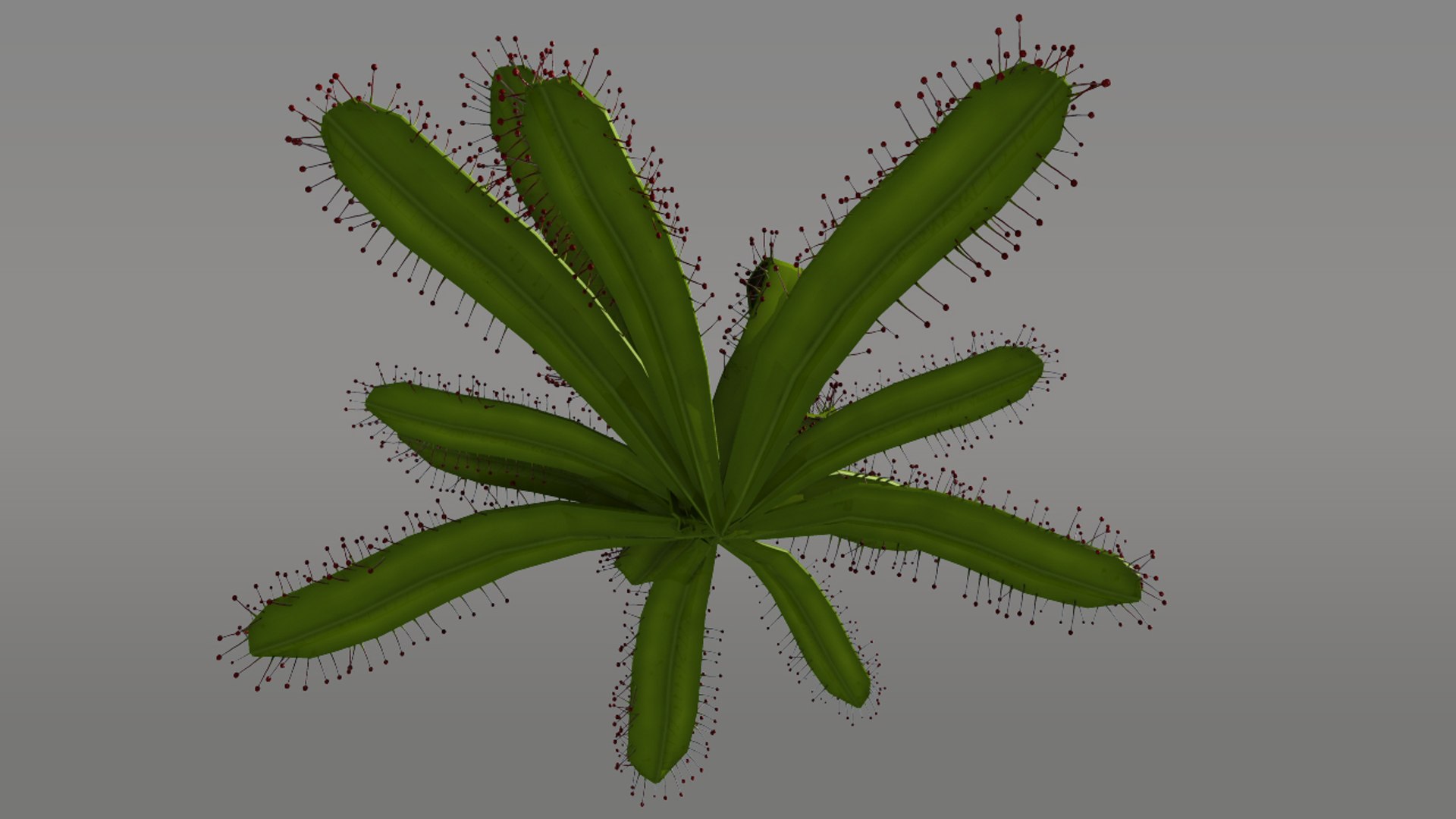 3d drosera sundews carnivorous model