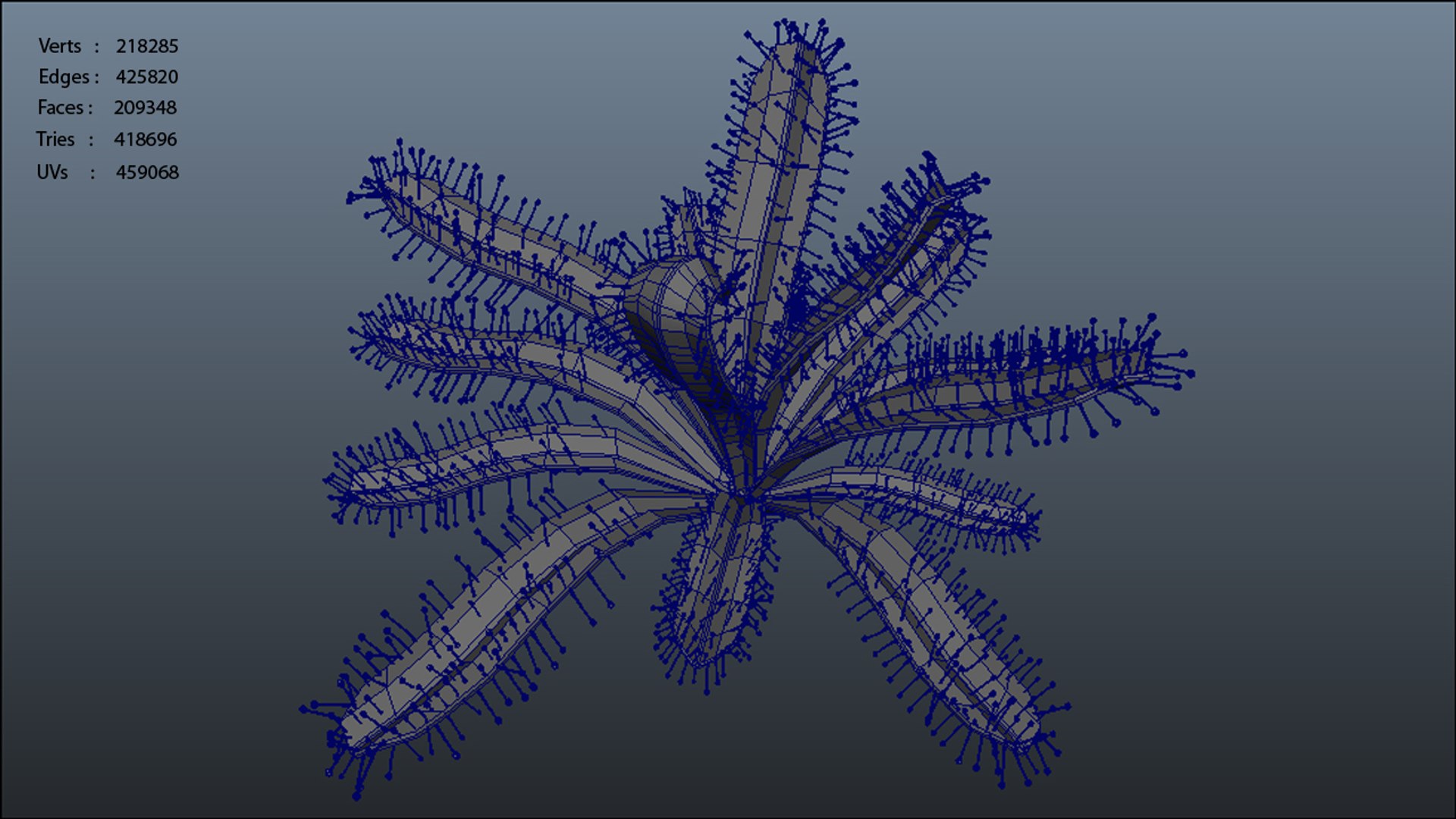 3d drosera sundews carnivorous model