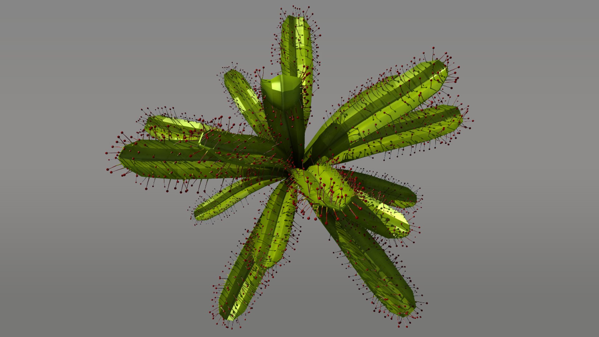 3d drosera sundews carnivorous model