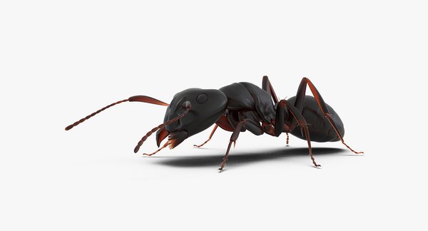 Creeping insects 2 3D model - TurboSquid 1571349