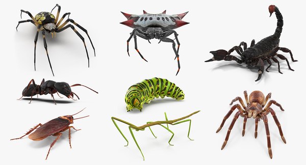 Creeping insects 2 3D model - TurboSquid 1571349