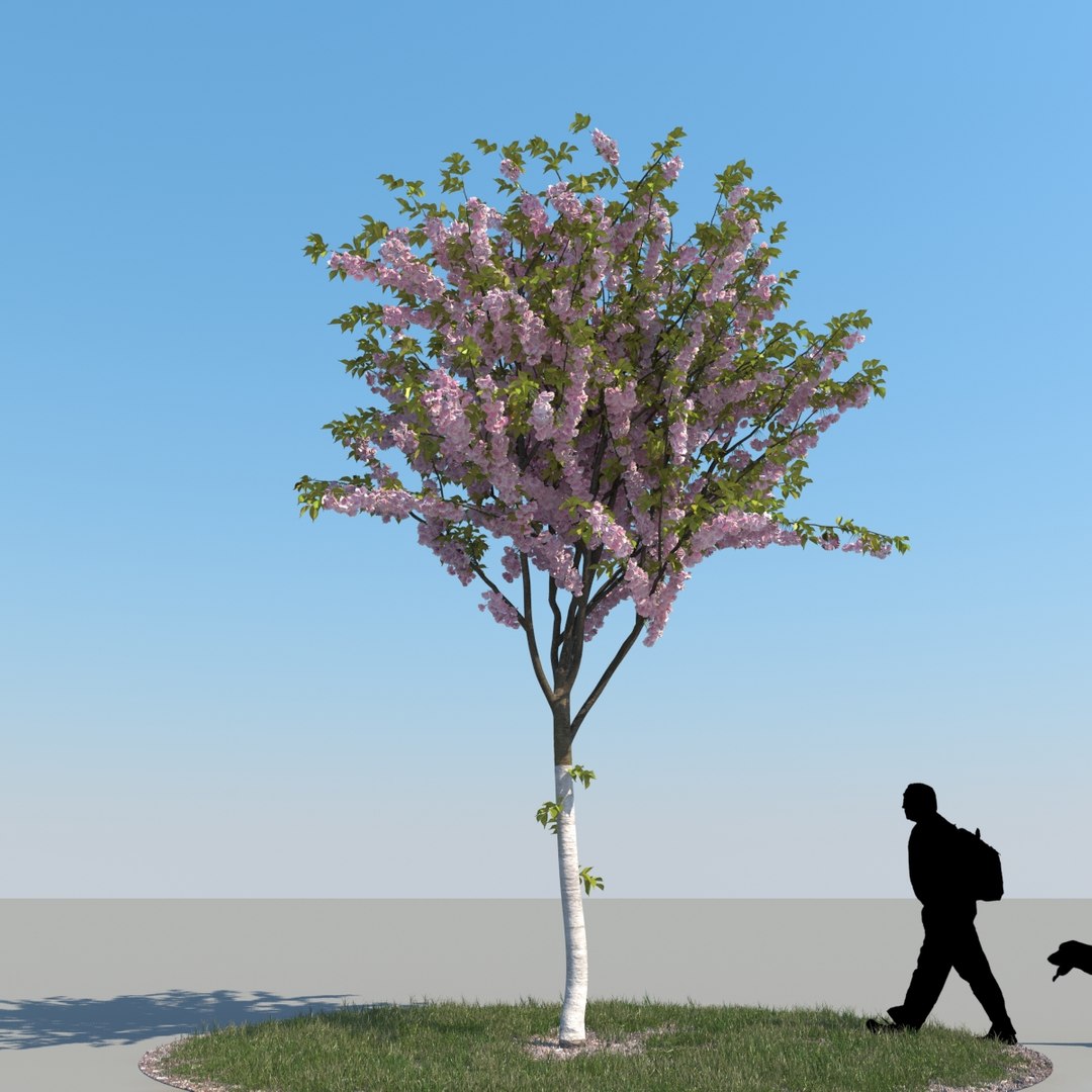 Realistic Cherry Tree 3d Max