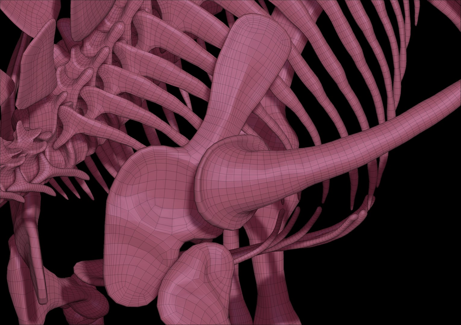 3D Kentrosaurus Skeleton Dinosaur - TurboSquid 1254077