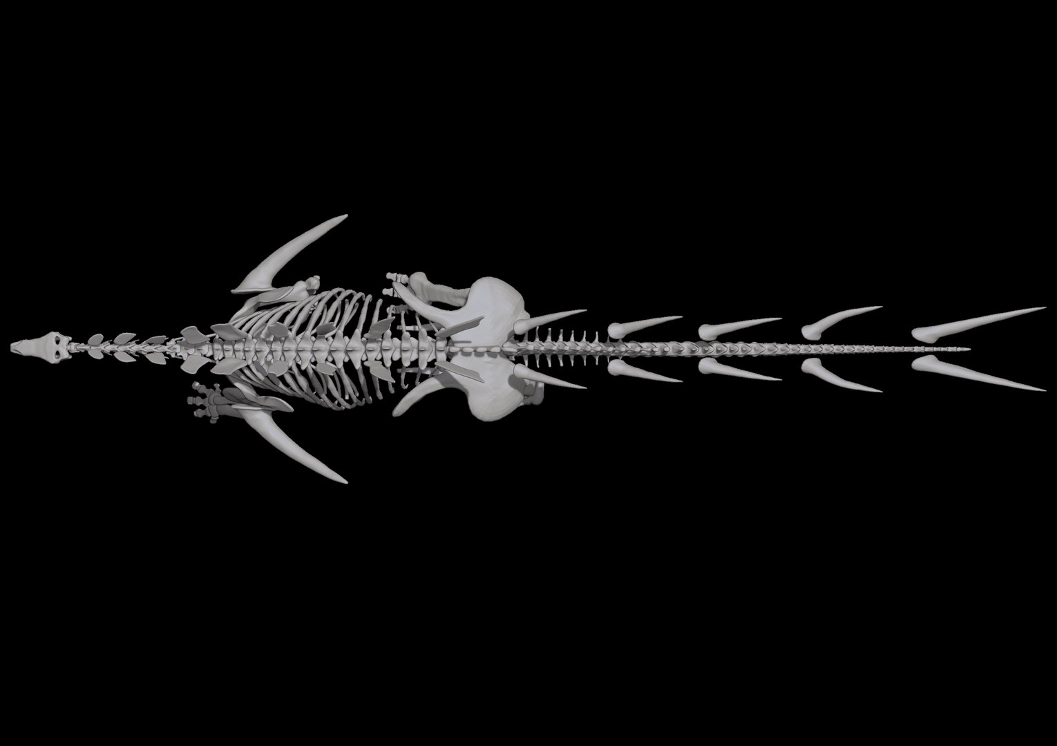 3D Kentrosaurus Skeleton Dinosaur - TurboSquid 1254077