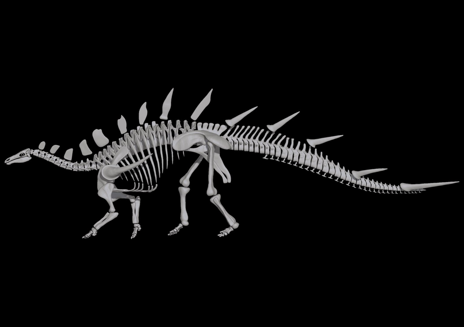 3D Kentrosaurus Skeleton Dinosaur - TurboSquid 1254077