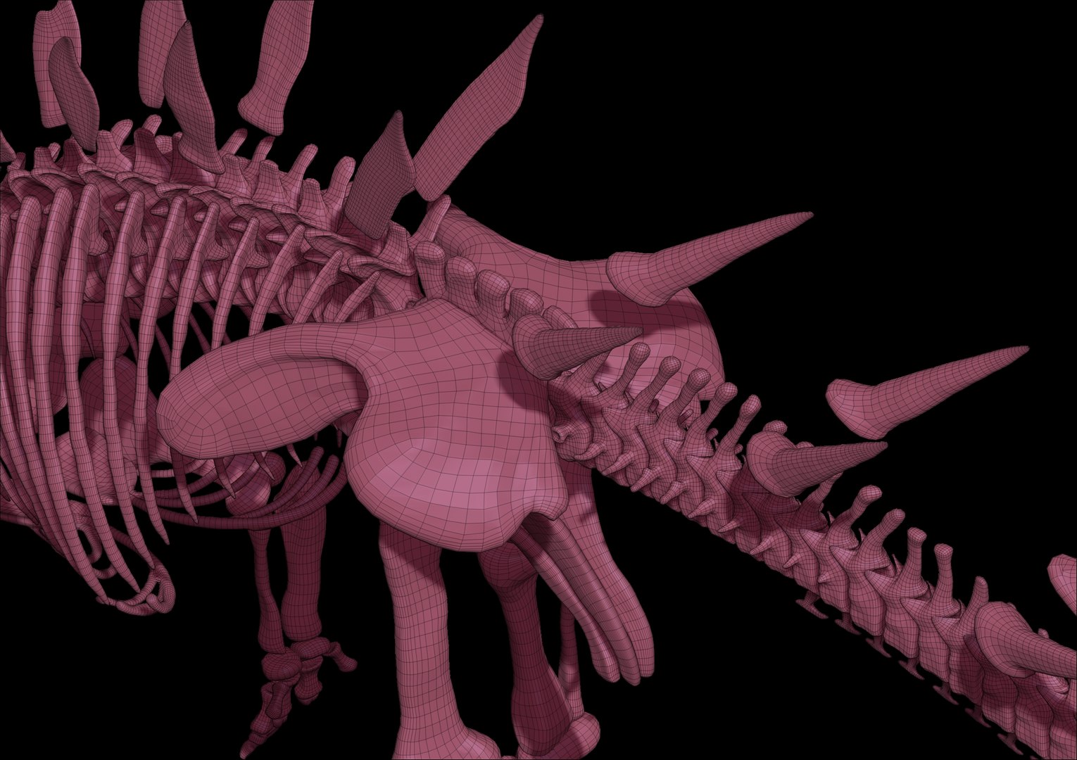 3D Kentrosaurus Skeleton Dinosaur - TurboSquid 1254077