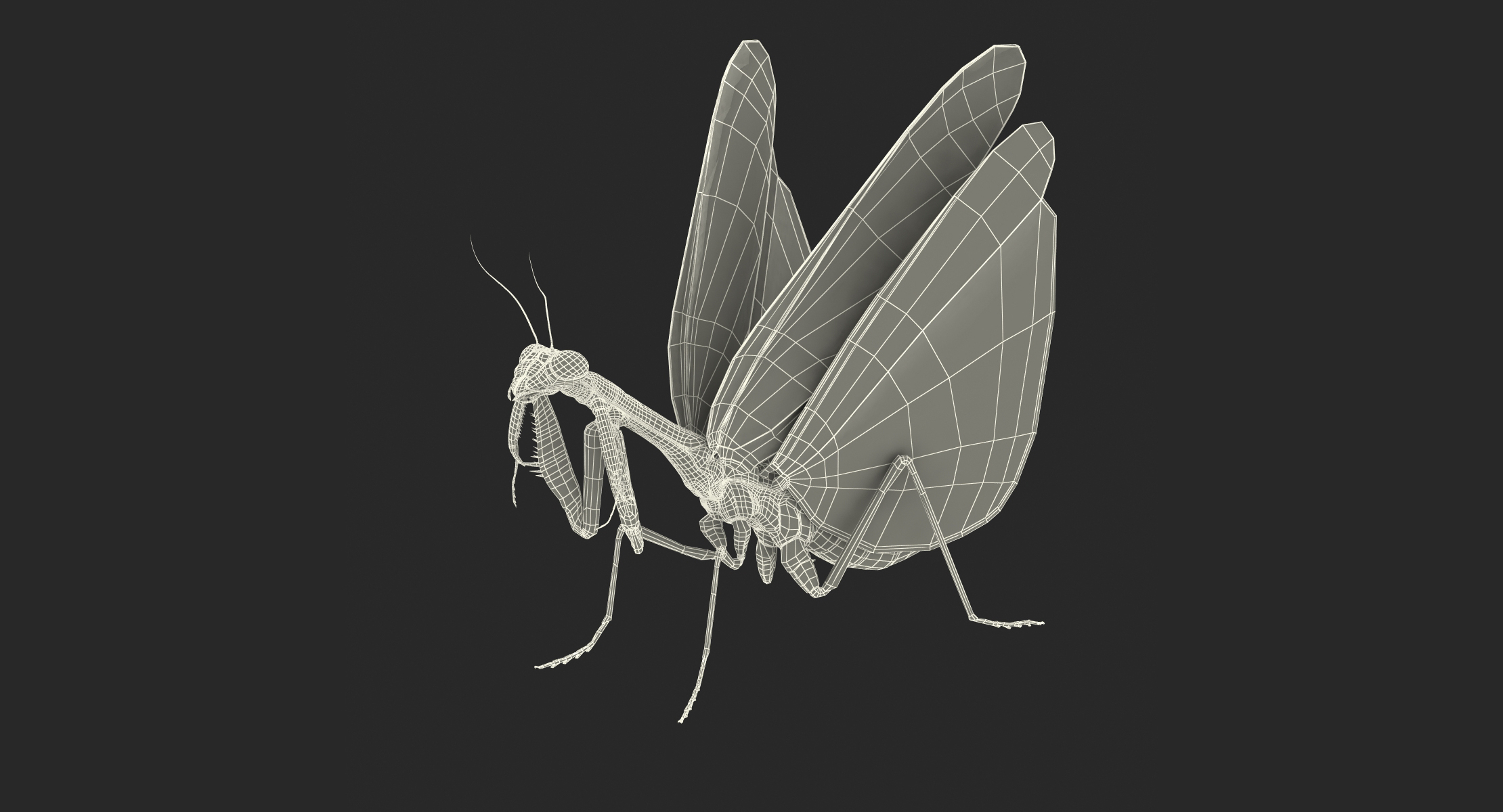 European mantis wings open 3D - TurboSquid 1257276