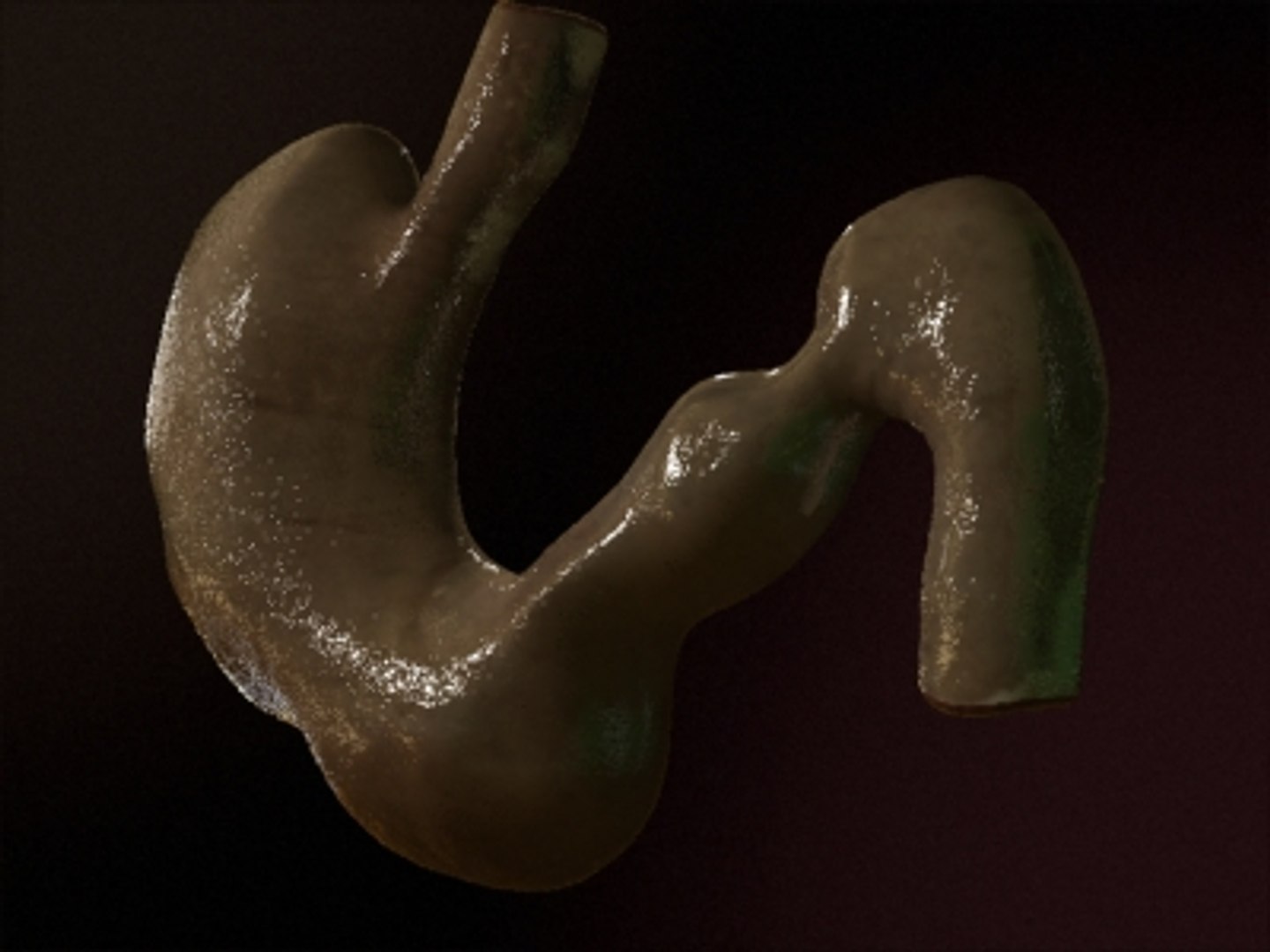 3d realistic stomach model