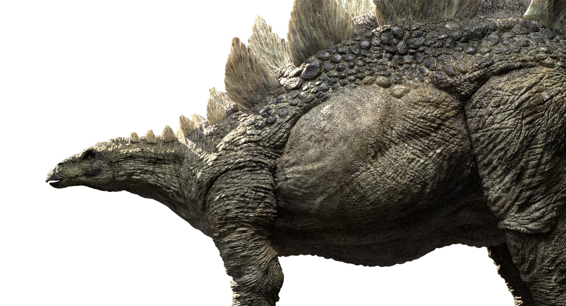 Stegosaurus Rigged Stego 3D Model - TurboSquid 1310852