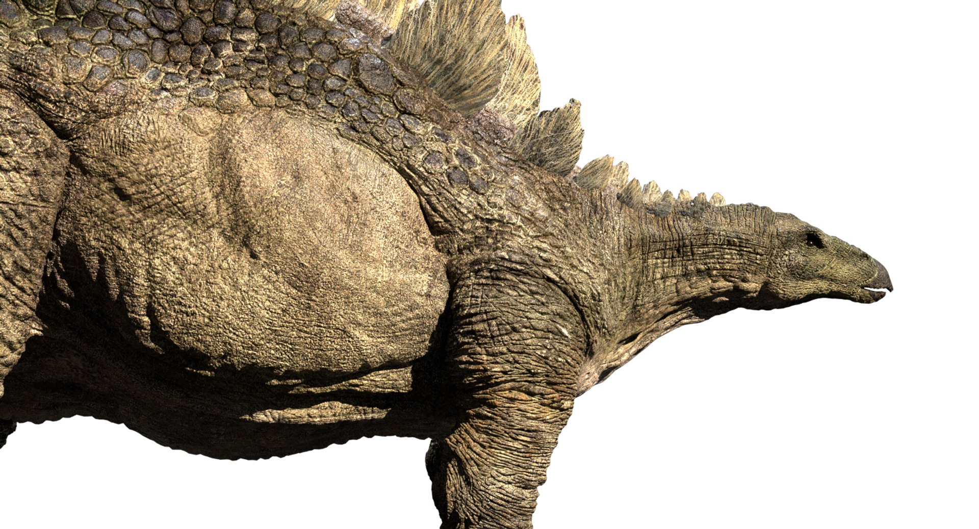 Stegosaurus Rigged Stego 3D Model - TurboSquid 1310852