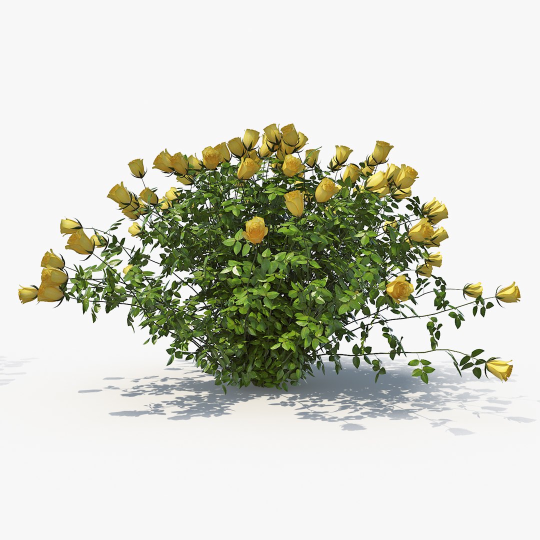 Rose Pack Bush Model - TurboSquid 1352618
