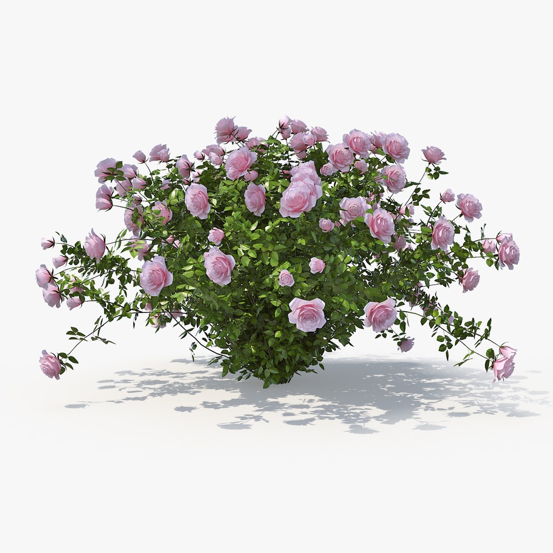 Rose Pack Bush Model - TurboSquid 1352618