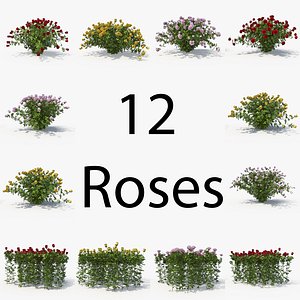 c4d rose bush